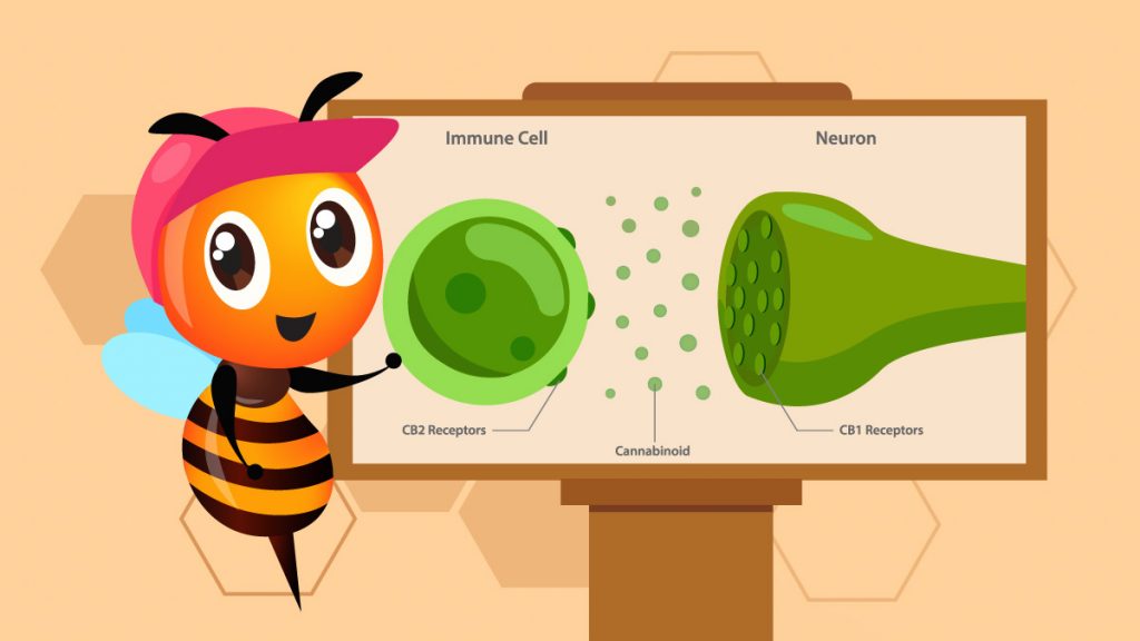 How Does CBD Work? Understanding Its Effects On the Body